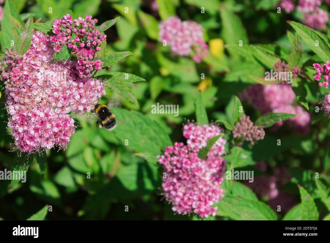 Bumblebee in flight over a flower Stock Photo - Alamy