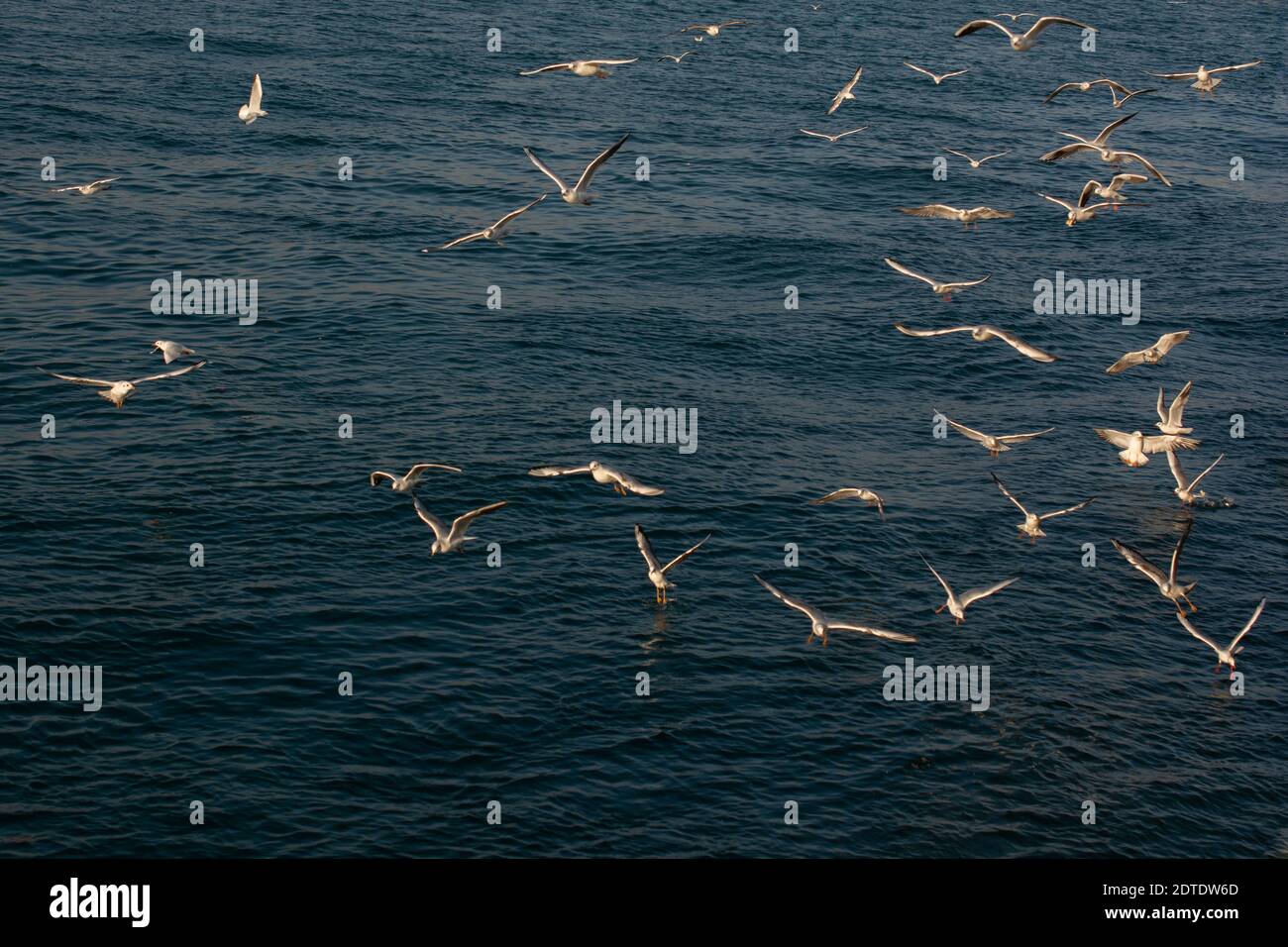 Seagulls are on and over the sea water Stock Photo - Alamy