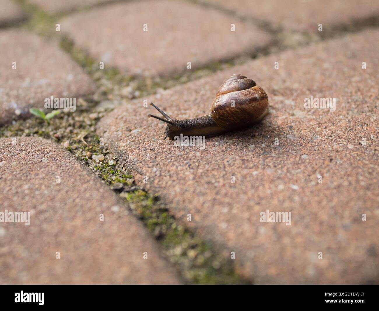 Close-up photo of a snail. A snail crawls on the sidewalk. Large snail ...