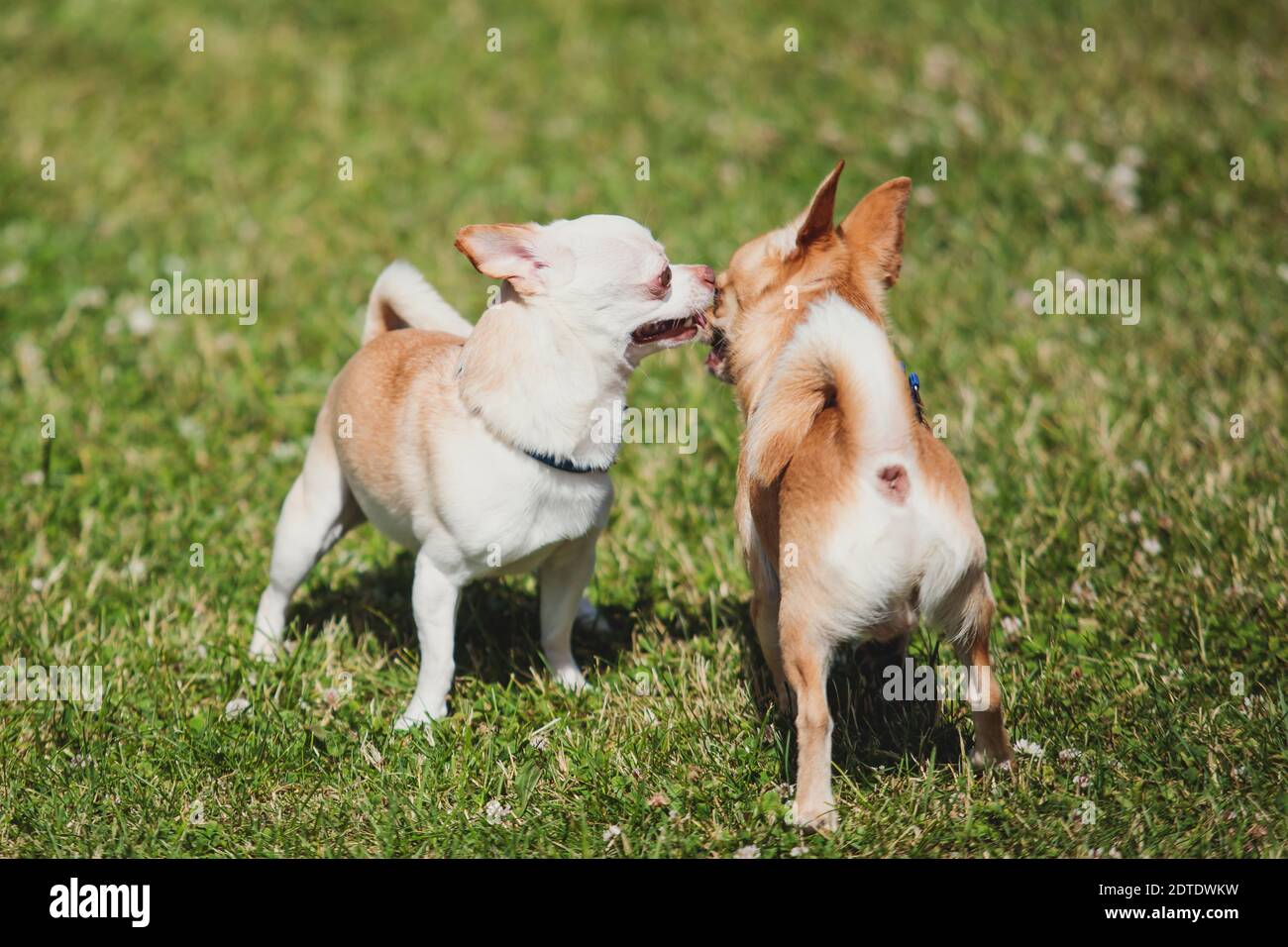 Two chihuahuas dog playing in park, chihuahua small cute dog puppy ...