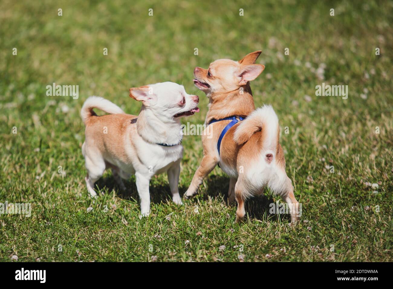 Two chihuahuas dog playing in park, chihuahua small cute dog puppy ...