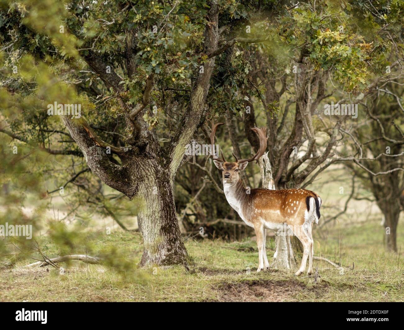 Fallow deer side view profile view hi-res stock photography and images ...