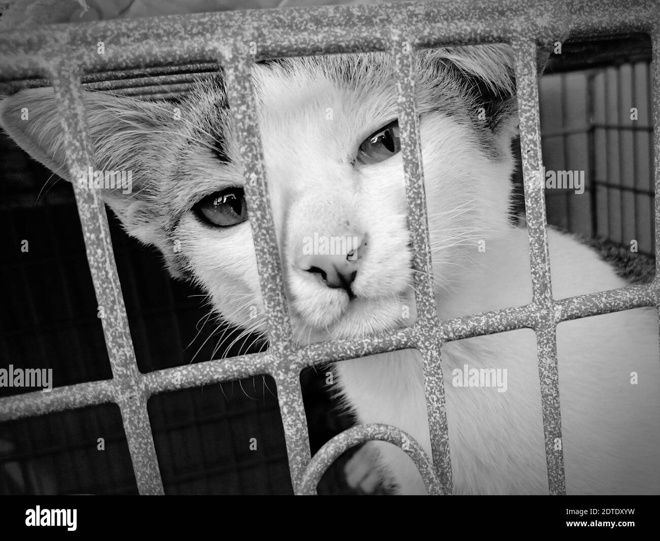 Cat prison cell hi-res stock photography and images - Alamy