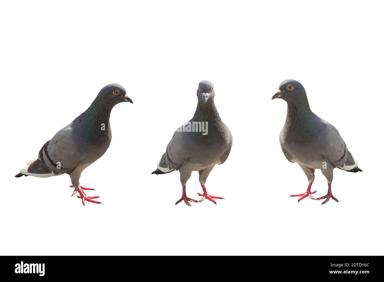 Dove and dove on a white isolated background. Three gray pigeons are ...