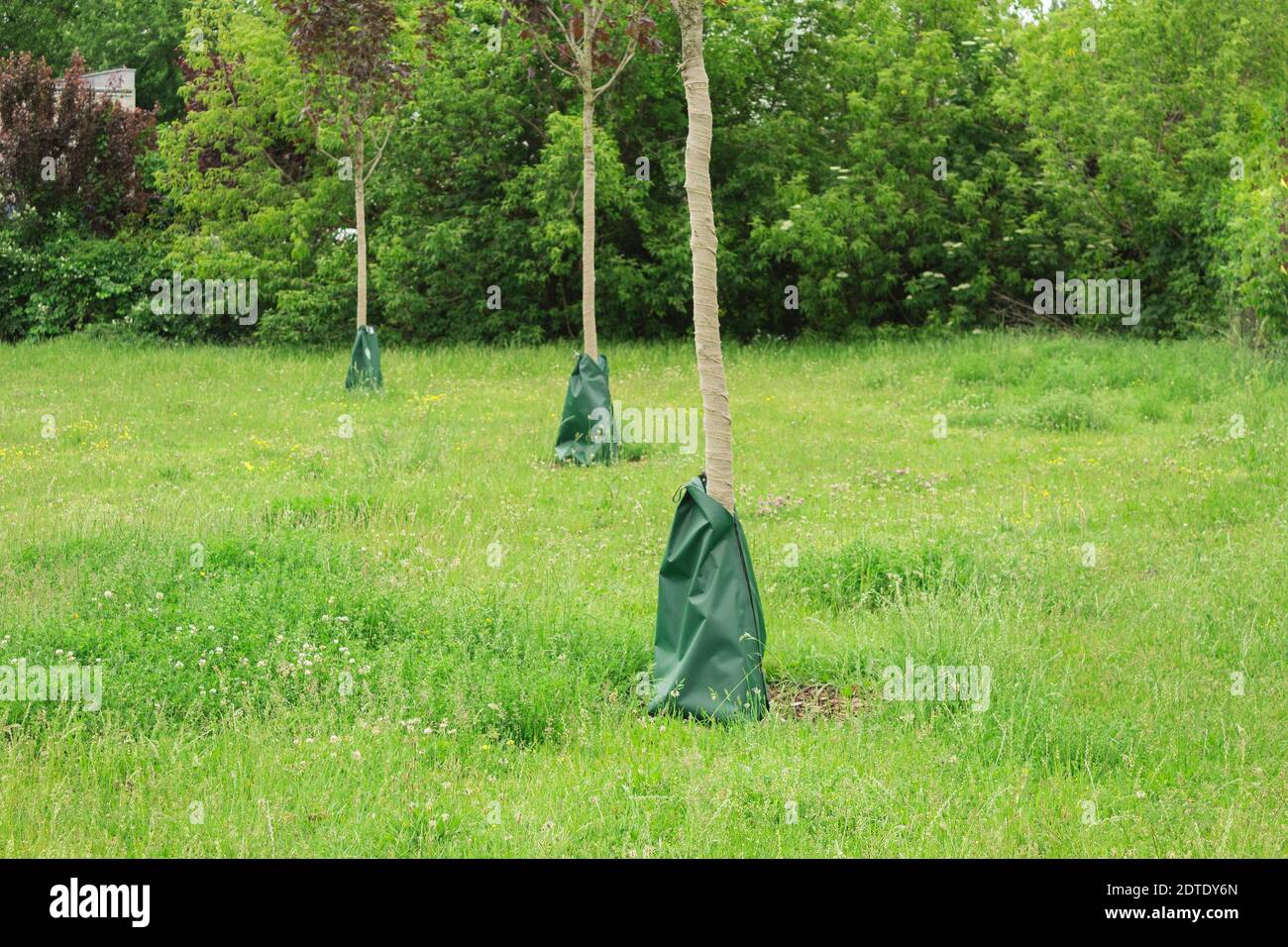 Planting and watering young trees. Car drinker for young trees. Caring ...