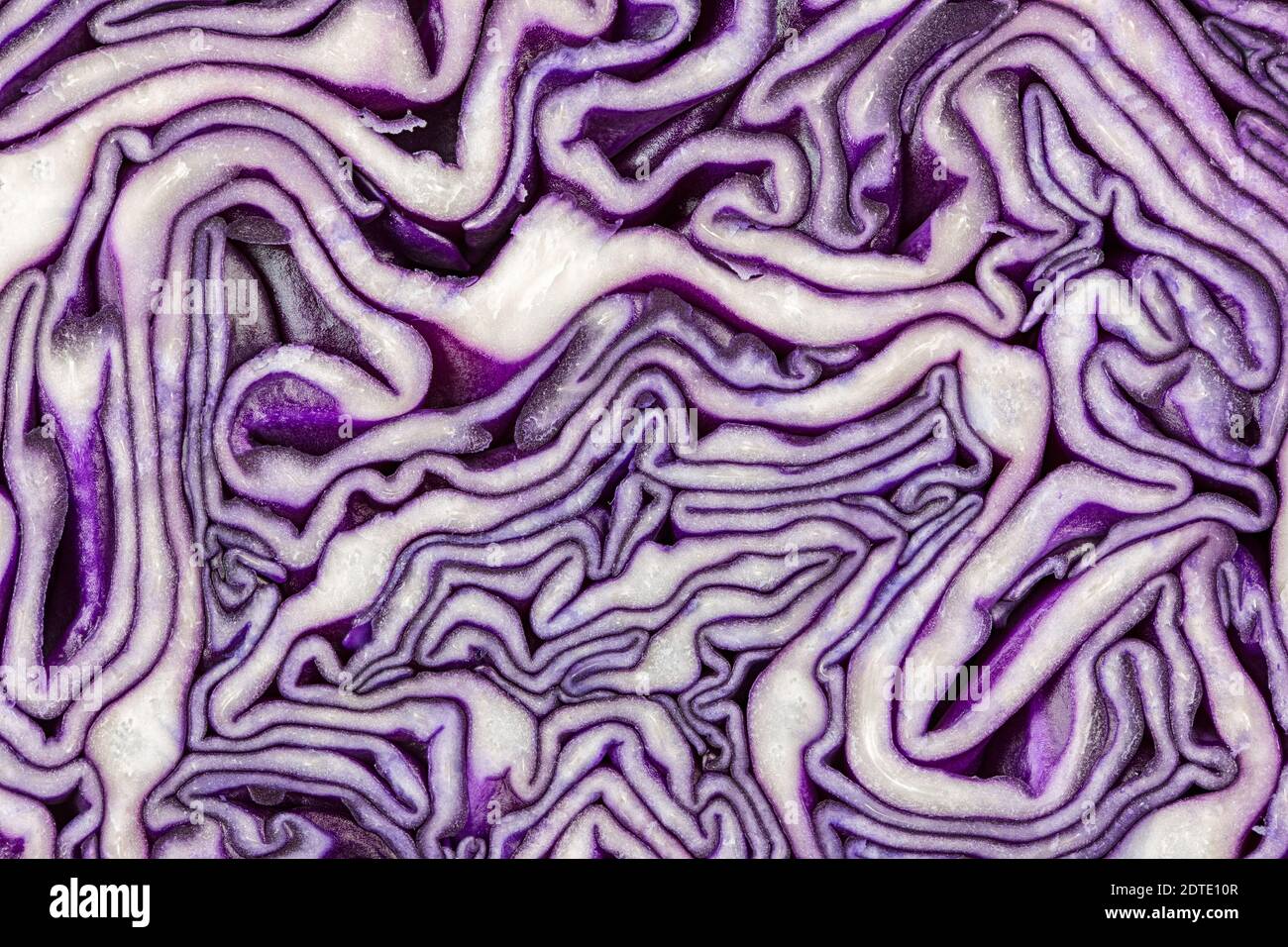 Cross section purple cabbage High Resolution Stock Photography and ...