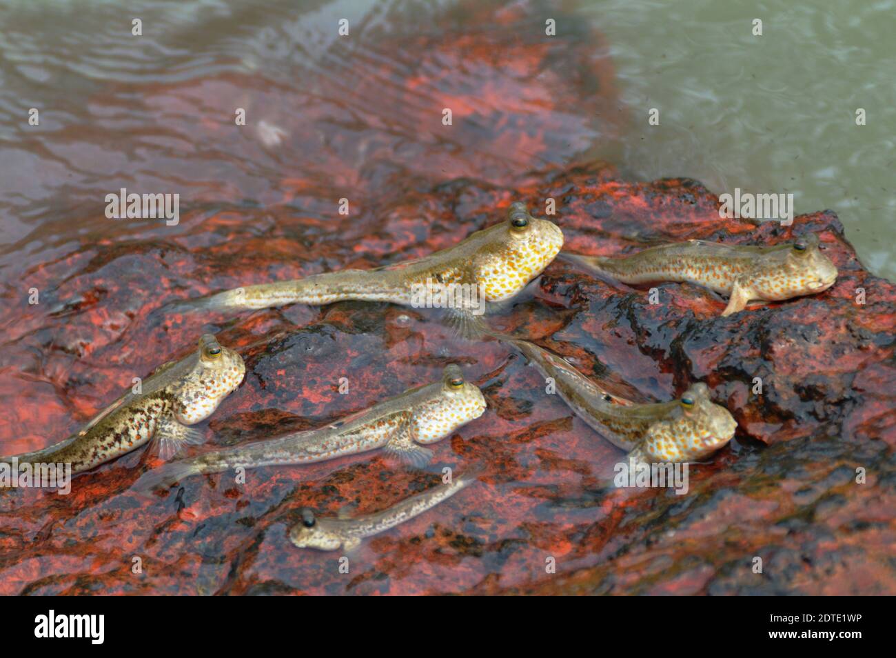 Mudskippers fish hi-res stock photography and images - Alamy