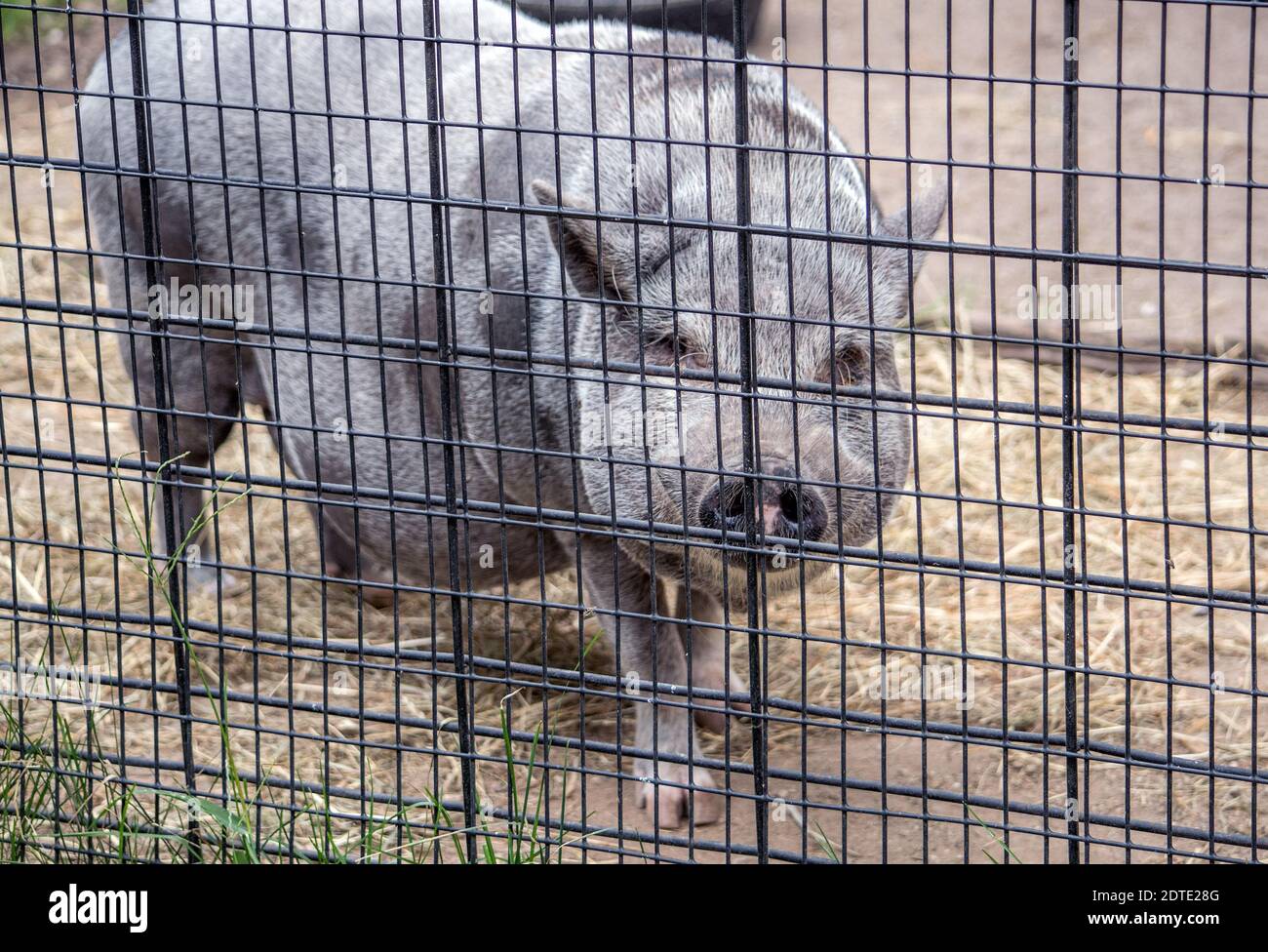 Pig in a poke hi-res stock photography and images - Alamy