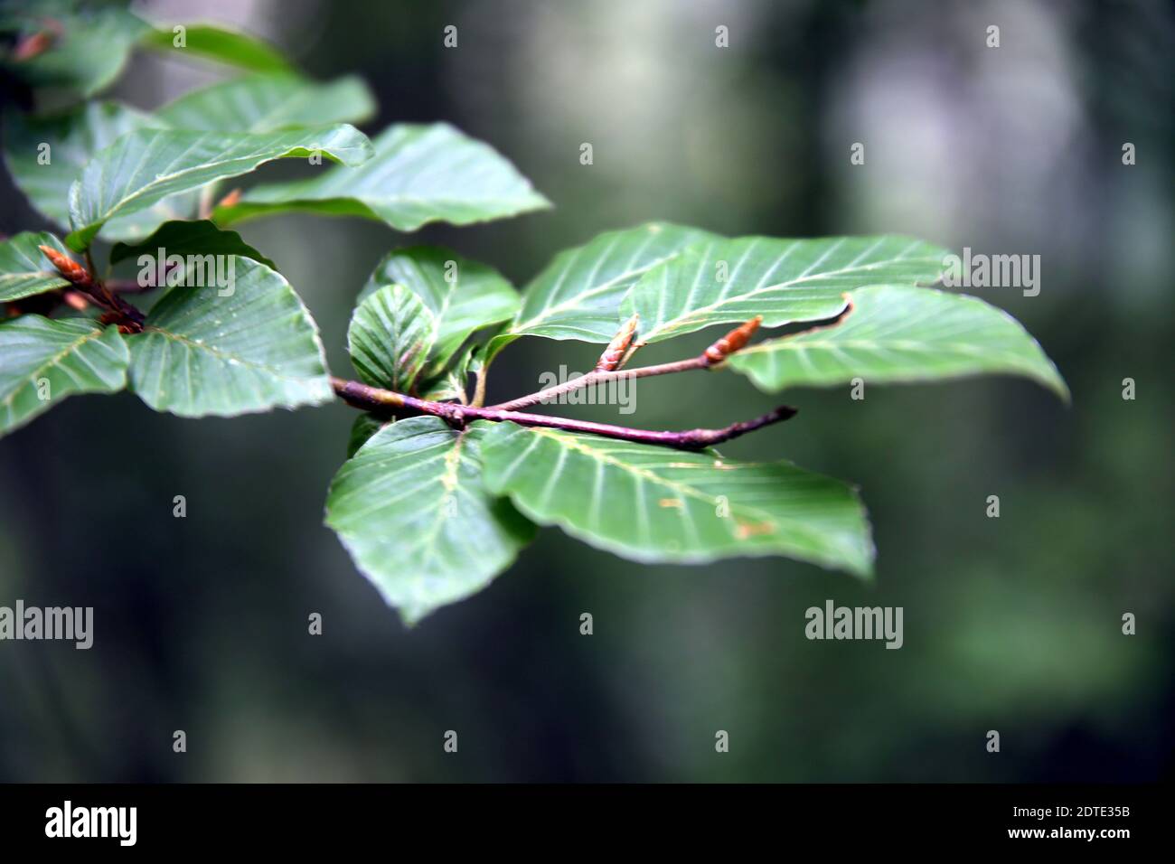 Southern beech leaves hi-res stock photography and images - Alamy