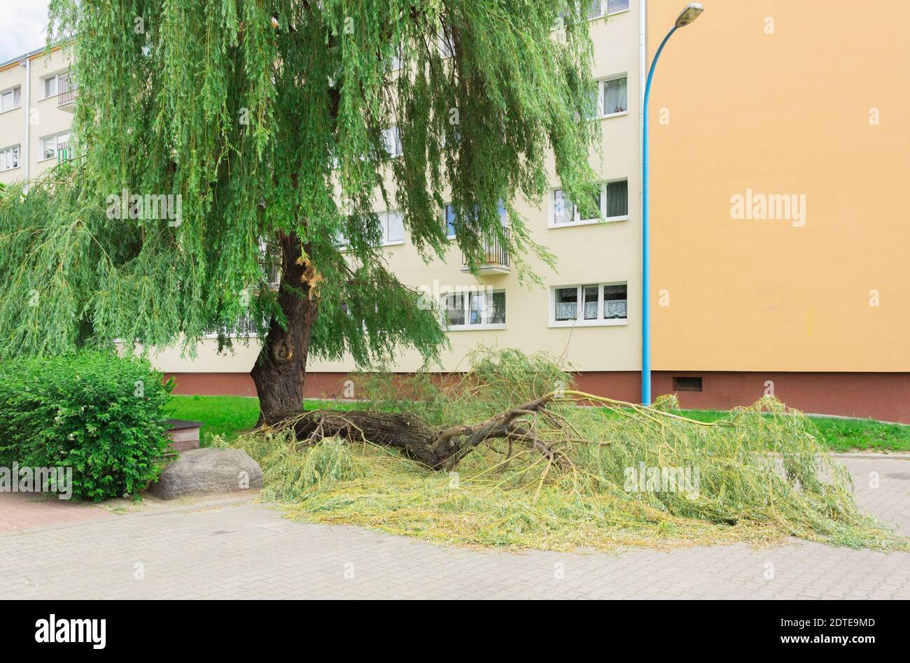A large branch of an old tree has broken. A branch of an old tree fell ...