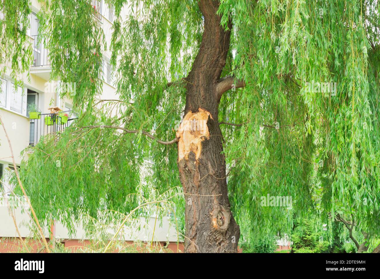 A large branch of an old tree has broken. A branch of an old tree fell ...