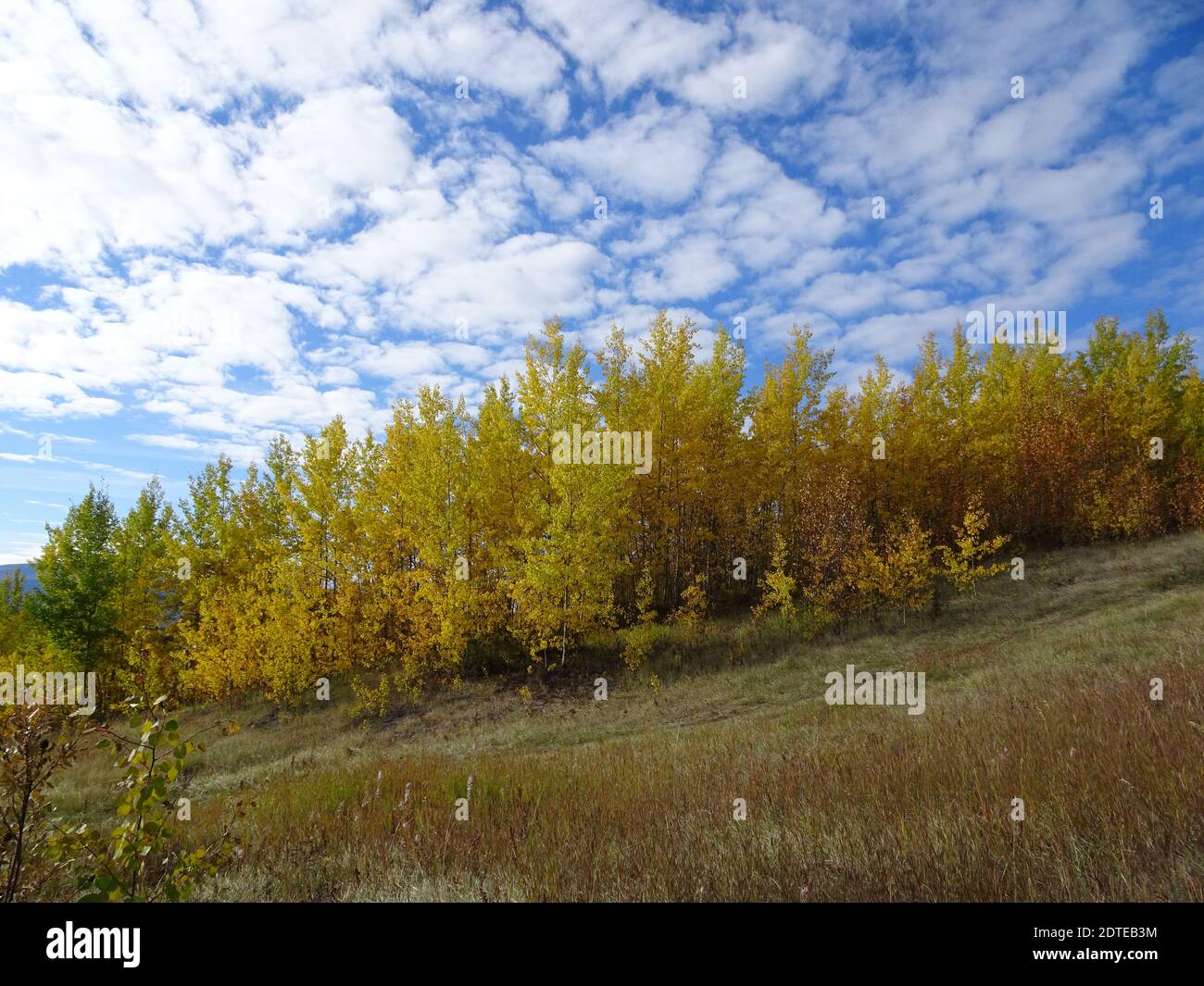 Yukon during autumn hi-res stock photography and images - Alamy