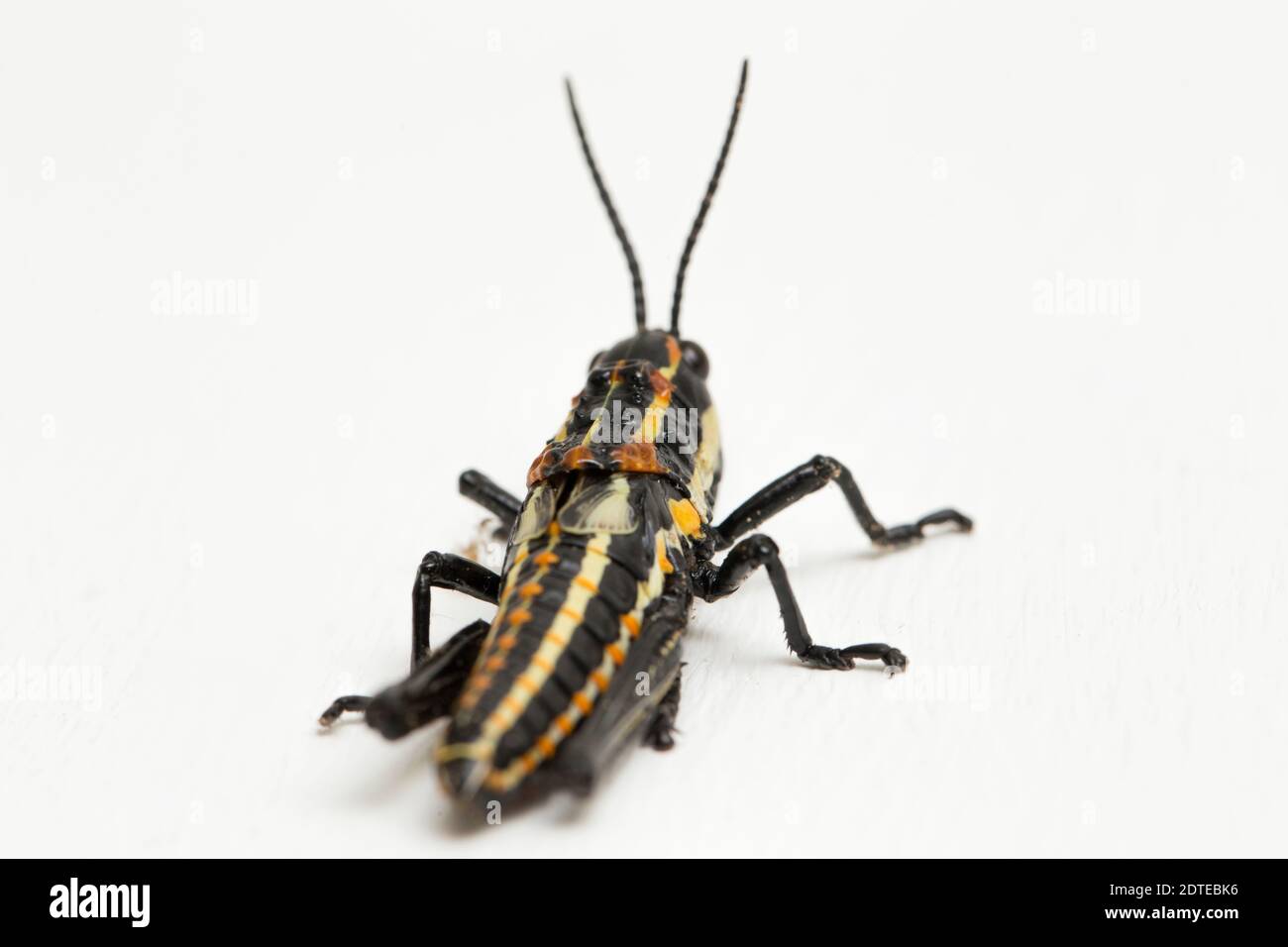 Northern Spotted grasshopper (Aularches miliaris) isolated on white ...