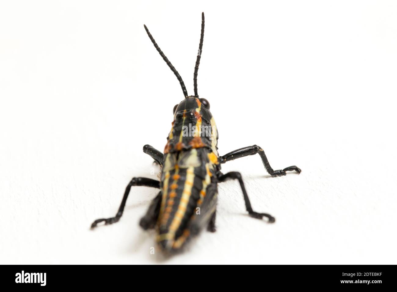 Northern Spotted grasshopper (Aularches miliaris) isolated on white ...