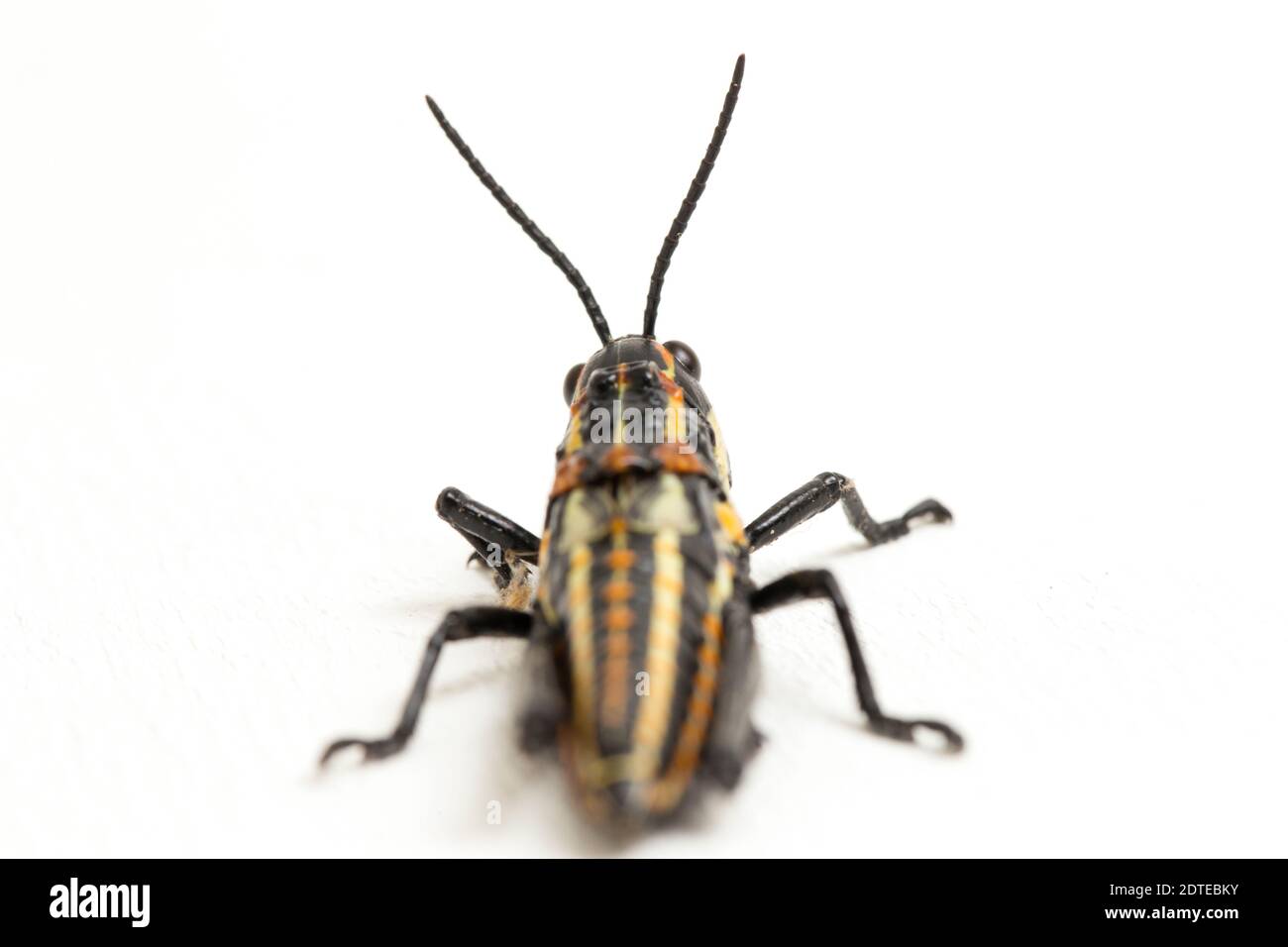Northern Spotted grasshopper (Aularches miliaris) isolated on white ...
