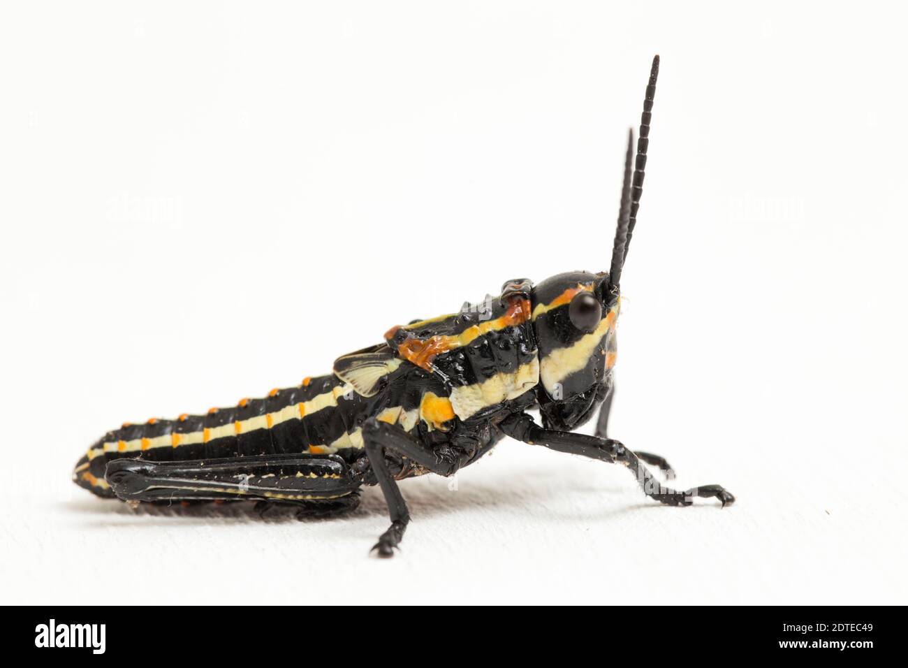 Northern Spotted grasshopper (Aularches miliaris) isolated on white ...
