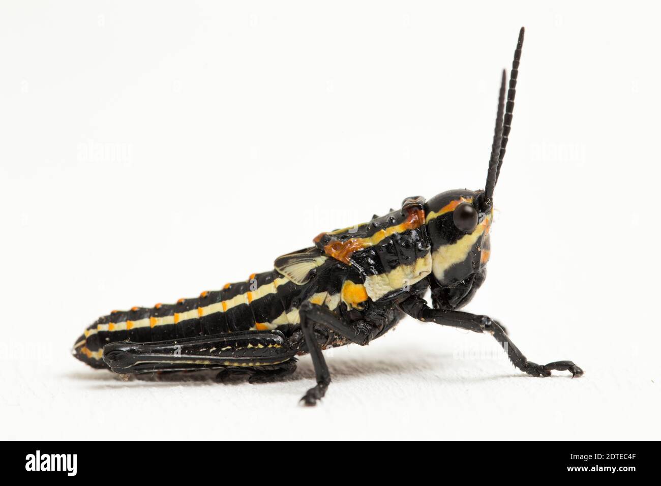 Northern Spotted grasshopper (Aularches miliaris) isolated on white ...