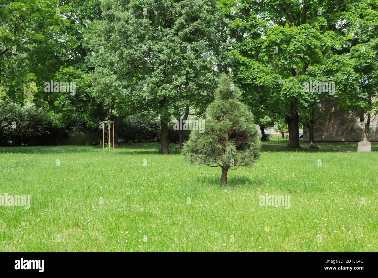 Young pine trees in a city park. Well maintained city park. Green city ...
