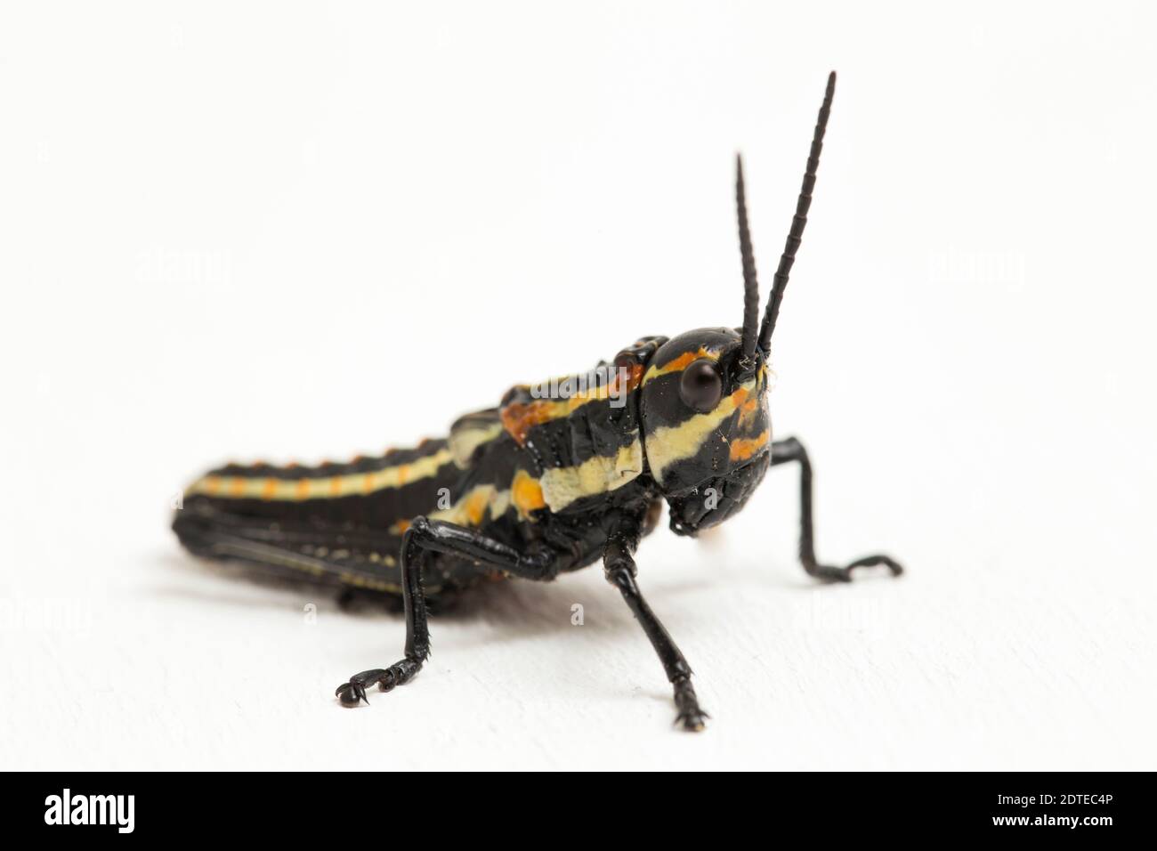 Northern Spotted grasshopper (Aularches miliaris) isolated on white ...