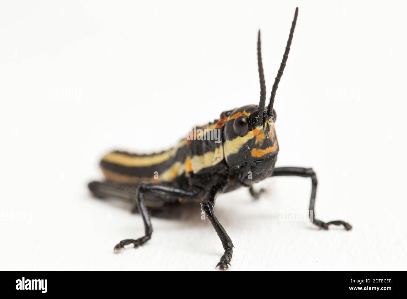 Northern Spotted grasshopper (Aularches miliaris) isolated on white ...