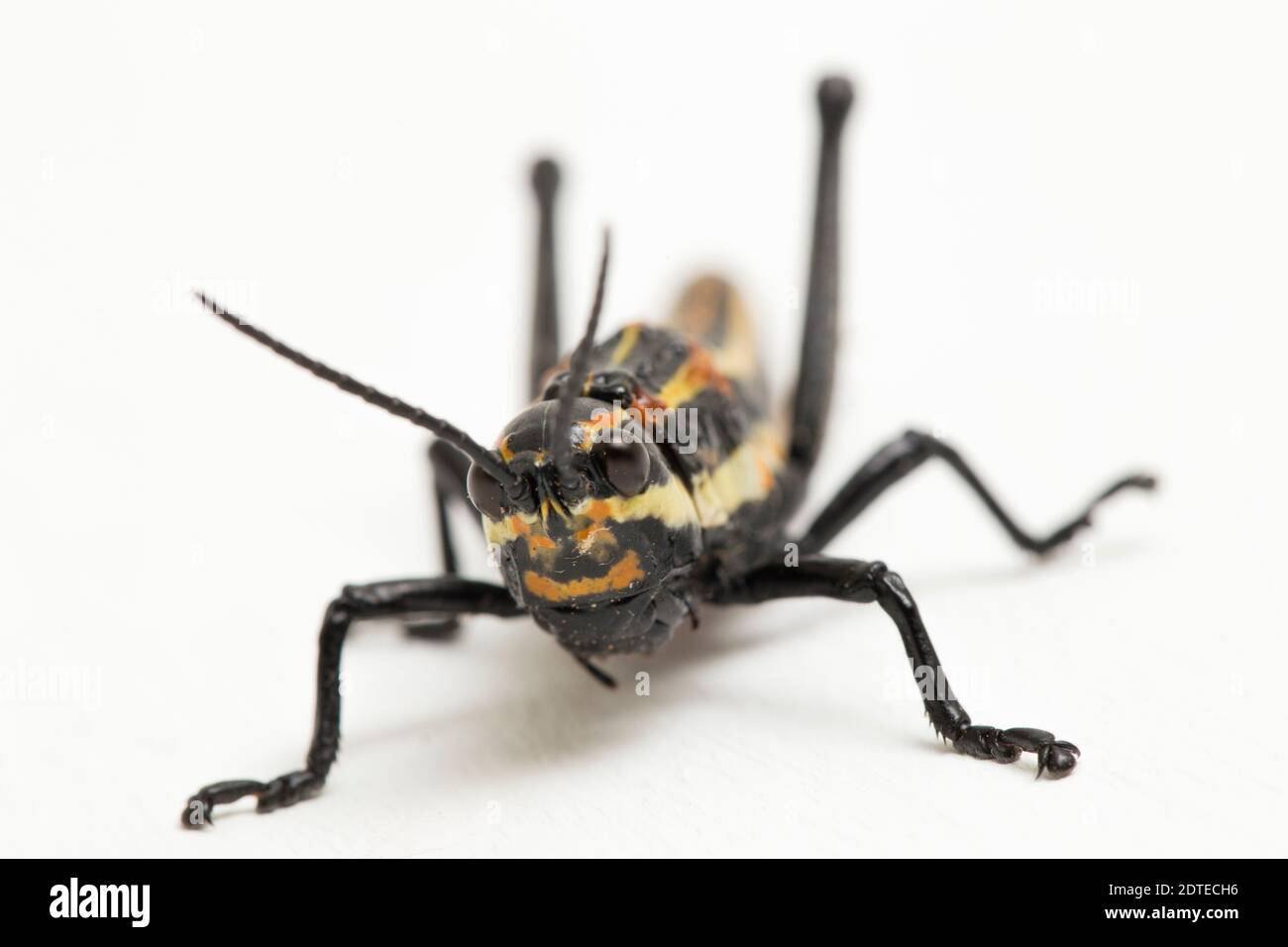 Northern Spotted grasshopper (Aularches miliaris) isolated on white ...