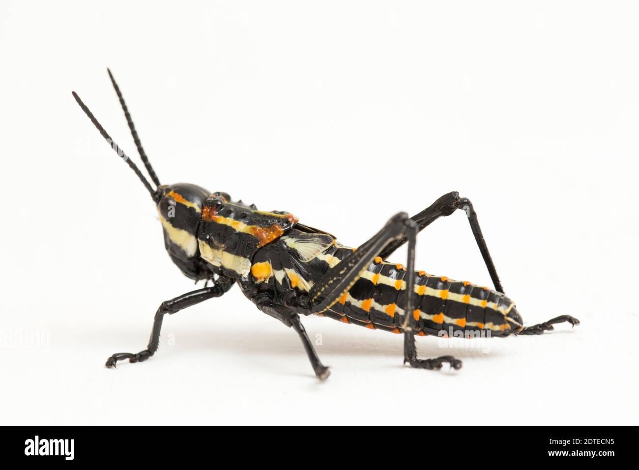 Northern Spotted grasshopper (Aularches miliaris) isolated on white ...