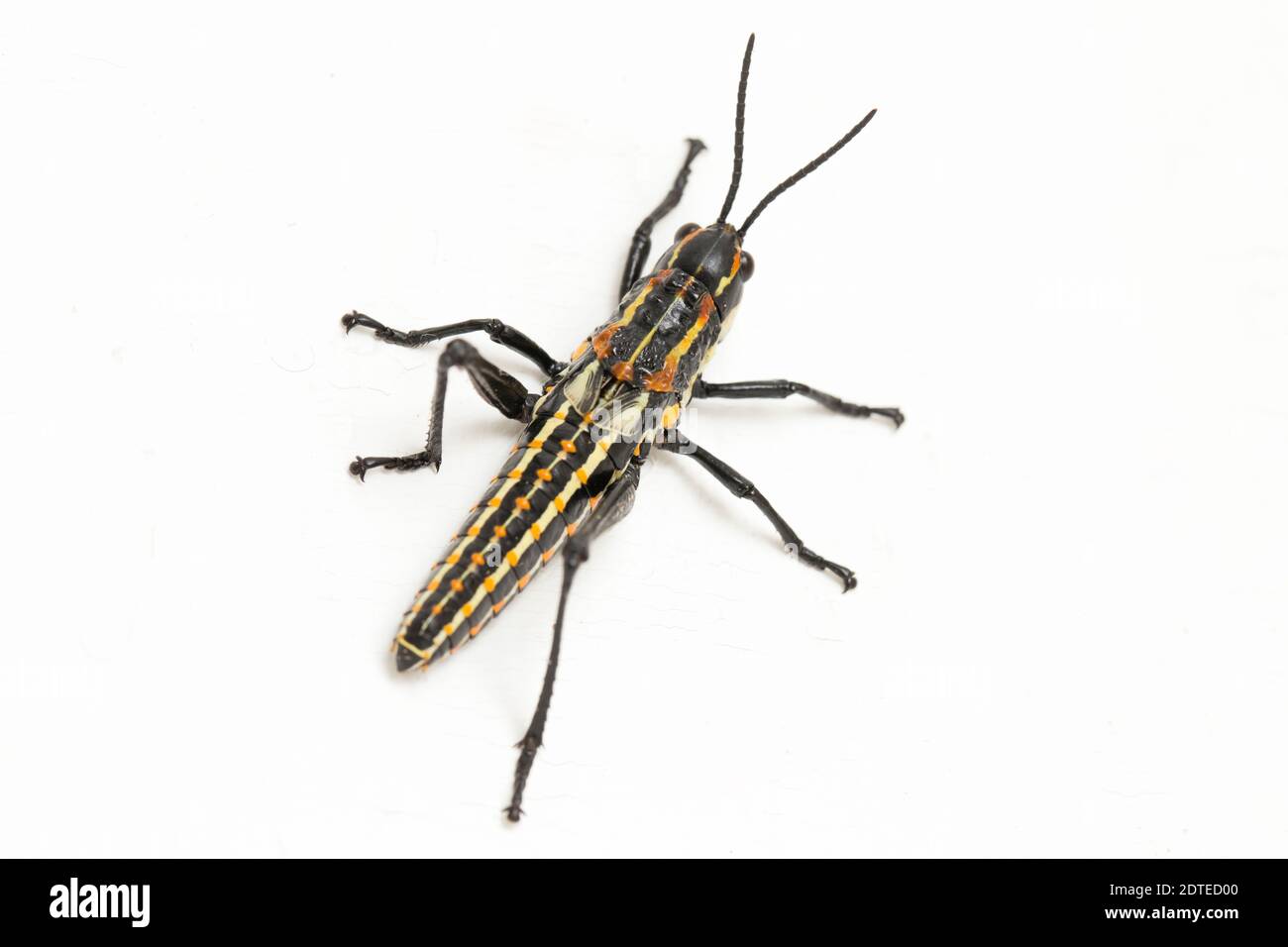 Northern Spotted grasshopper (Aularches miliaris) isolated on white ...