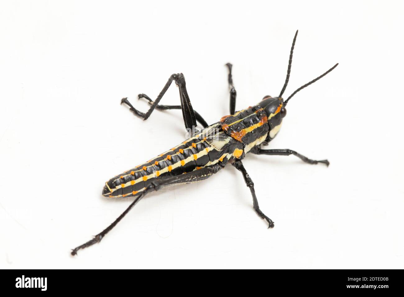 Northern Spotted grasshopper (Aularches miliaris) isolated on white ...