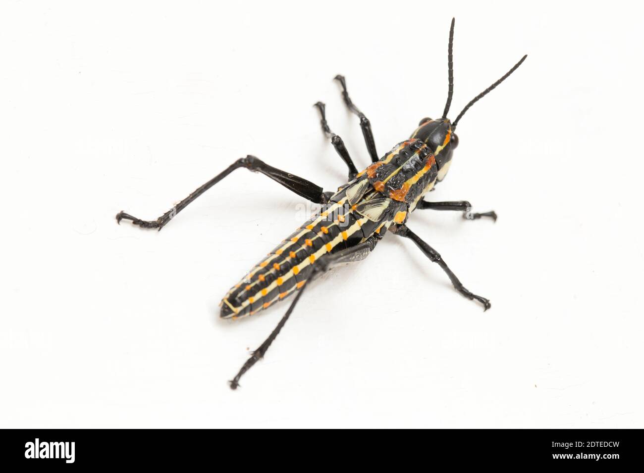 Northern Spotted grasshopper (Aularches miliaris) isolated on white ...