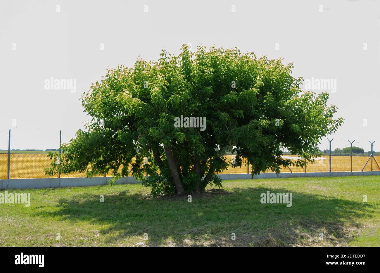 Tree growing wire fence hi-res stock photography and images - Alamy