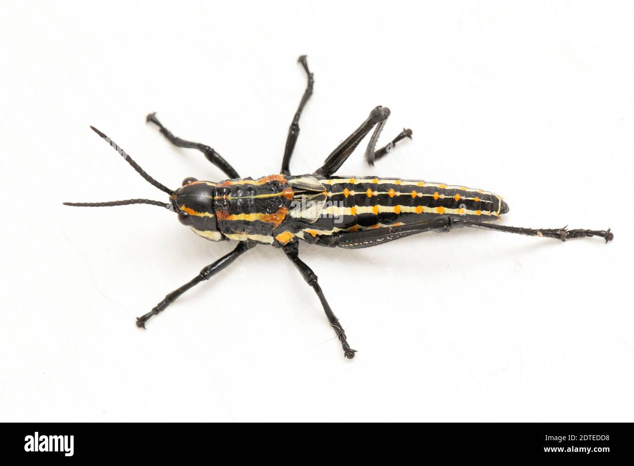 Northern Spotted grasshopper (Aularches miliaris) isolated on white ...