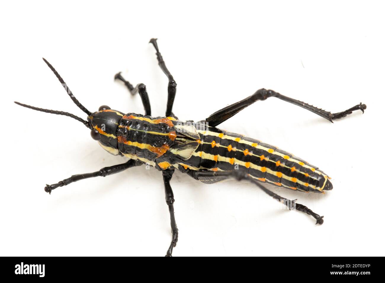 Northern Spotted grasshopper (Aularches miliaris) isolated on white ...