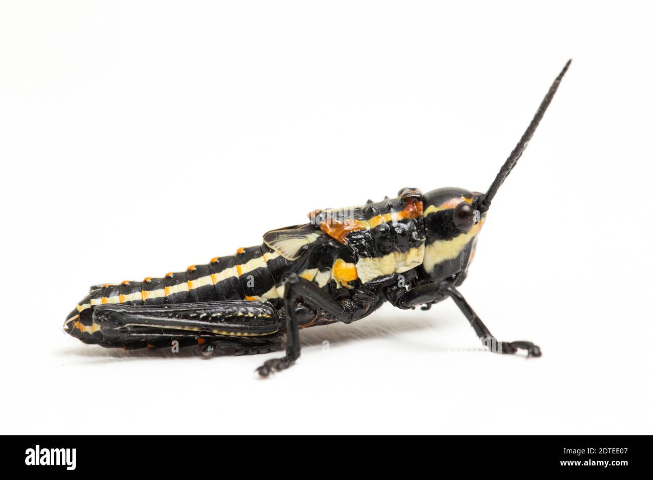 Northern Spotted grasshopper (Aularches miliaris) isolated on white ...