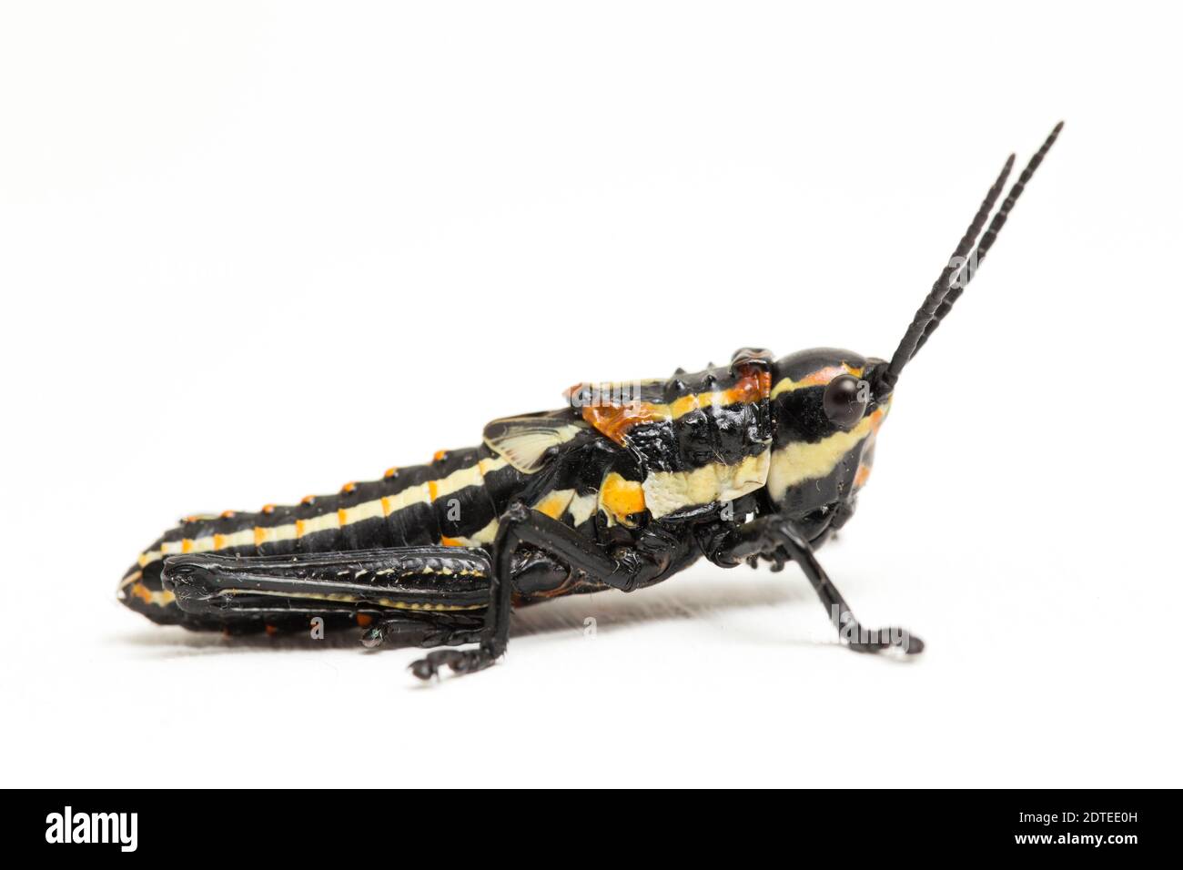 Northern Spotted grasshopper (Aularches miliaris) isolated on white ...