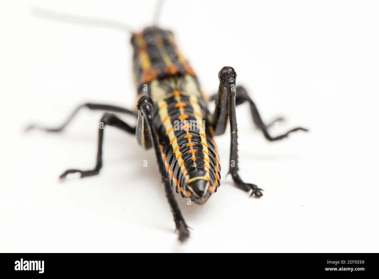 Northern Spotted grasshopper (Aularches miliaris) isolated on white ...