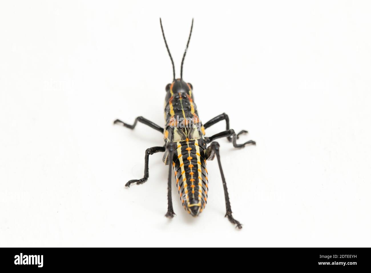 Northern Spotted grasshopper (Aularches miliaris) isolated on white ...