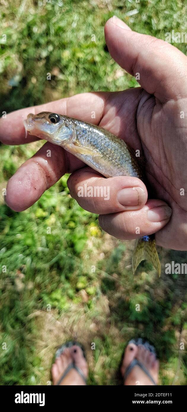 Litle fish hi-res stock photography and images - Alamy
