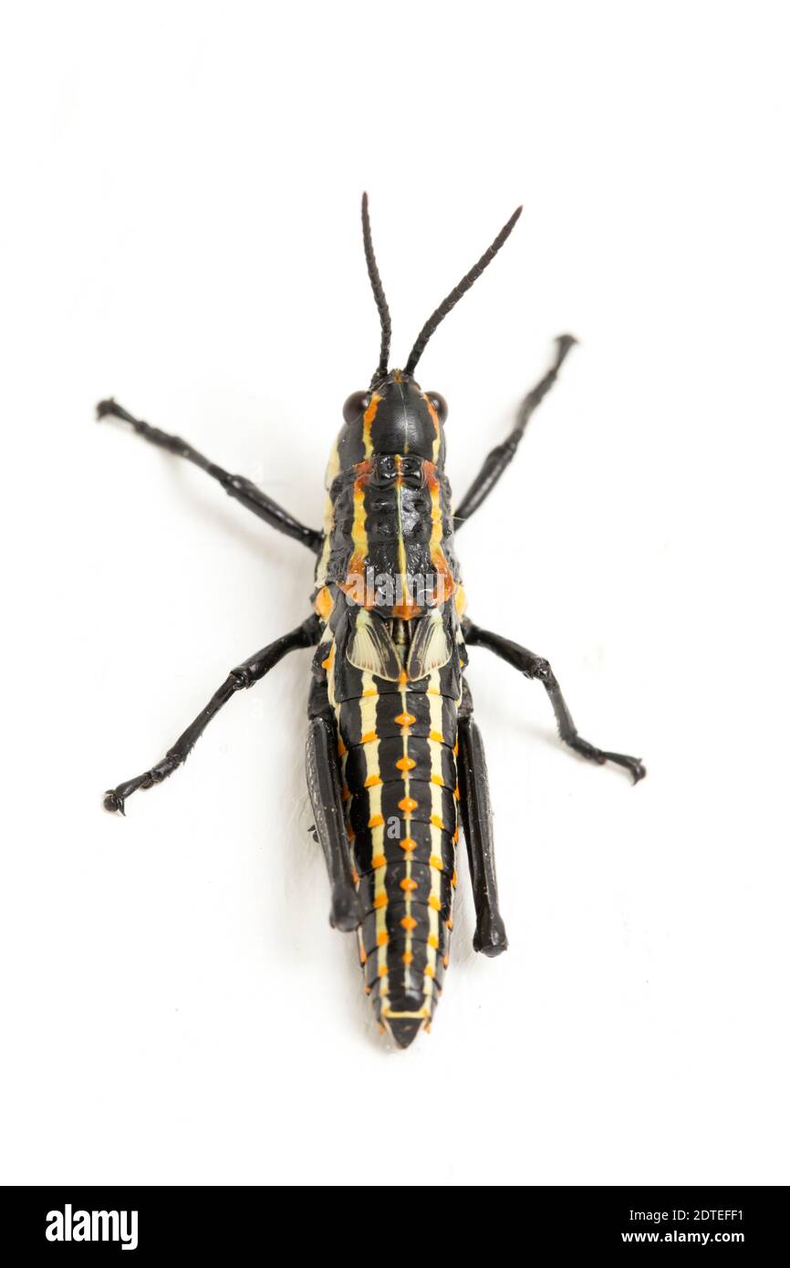 Northern Spotted grasshopper (Aularches miliaris) isolated on white ...