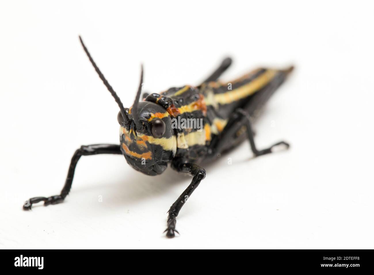 Northern Spotted grasshopper (Aularches miliaris) isolated on white ...