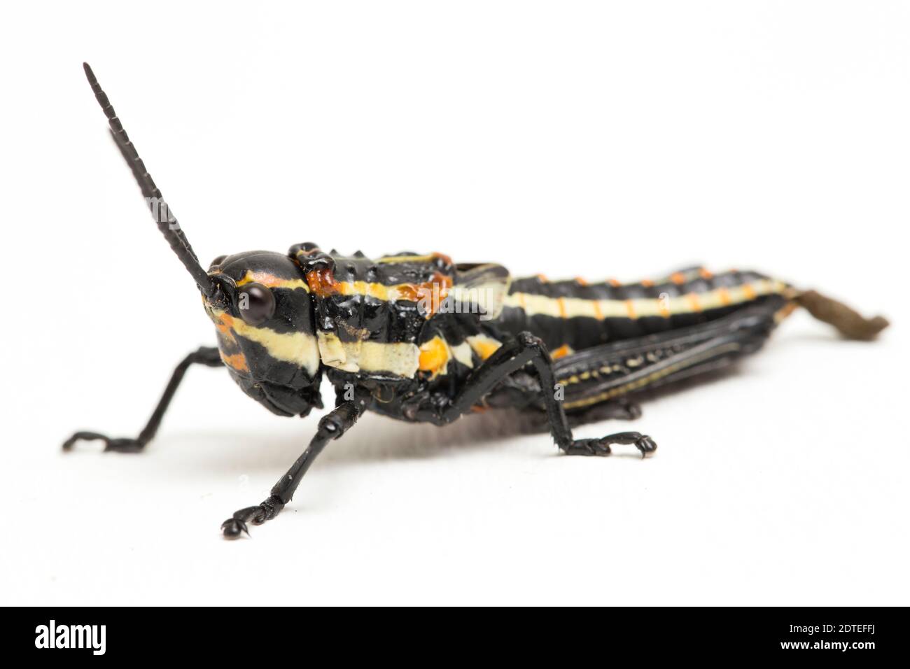 Northern Spotted grasshopper (Aularches miliaris) isolated on white ...
