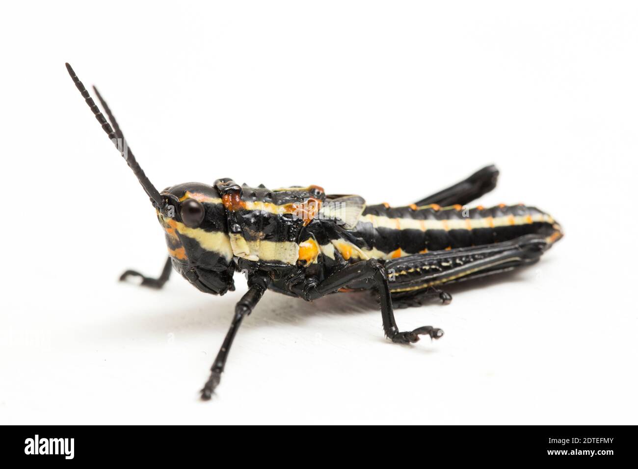 Northern Spotted grasshopper (Aularches miliaris) isolated on white ...