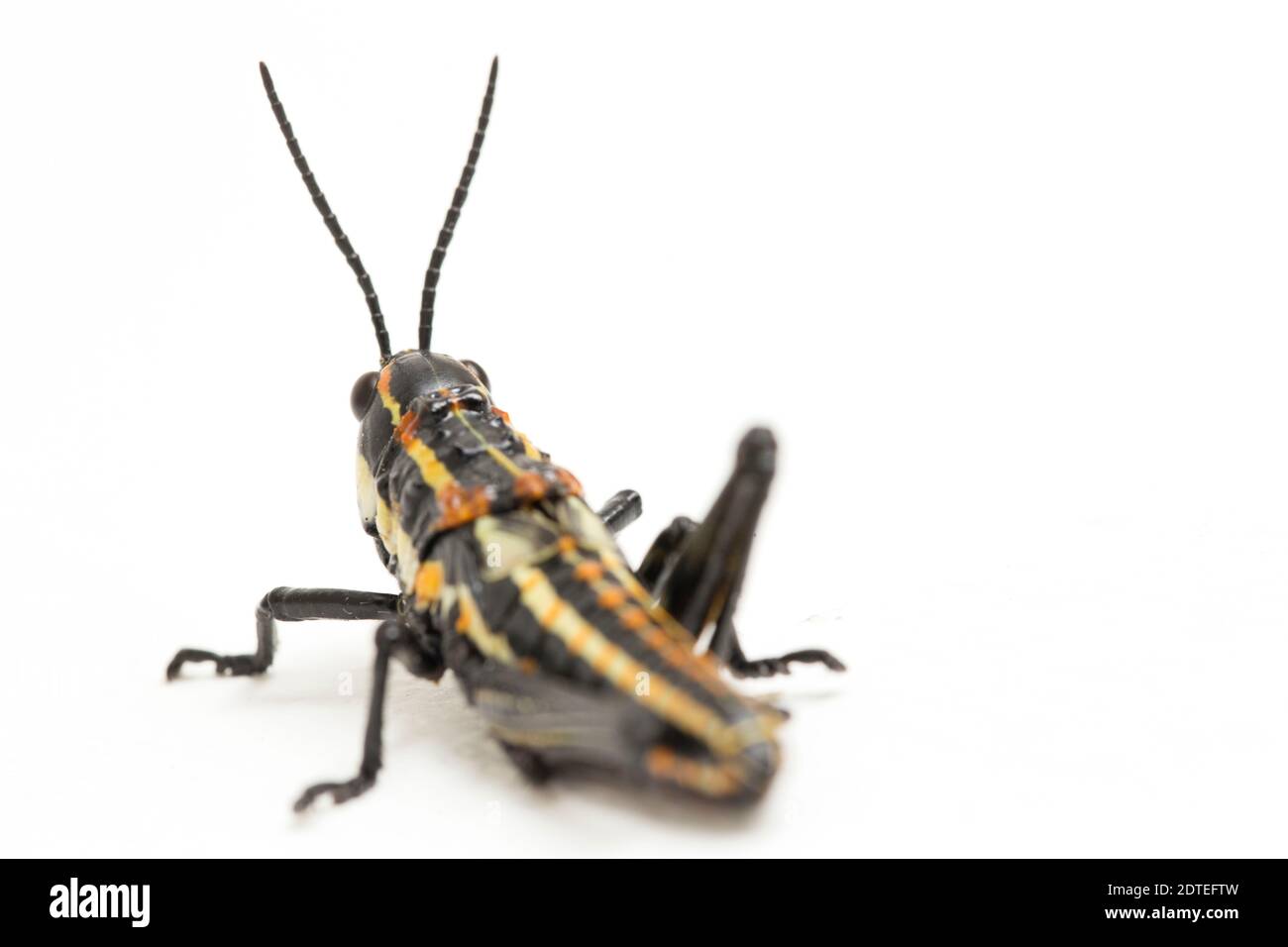 Northern Spotted grasshopper (Aularches miliaris) isolated on white ...