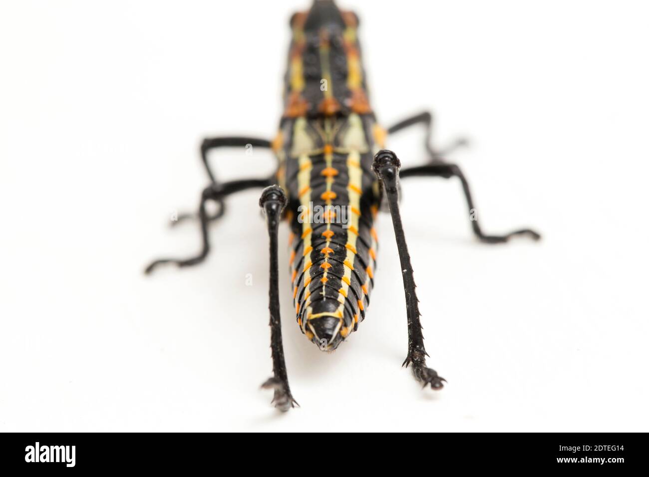 Northern Spotted grasshopper (Aularches miliaris) isolated on white ...
