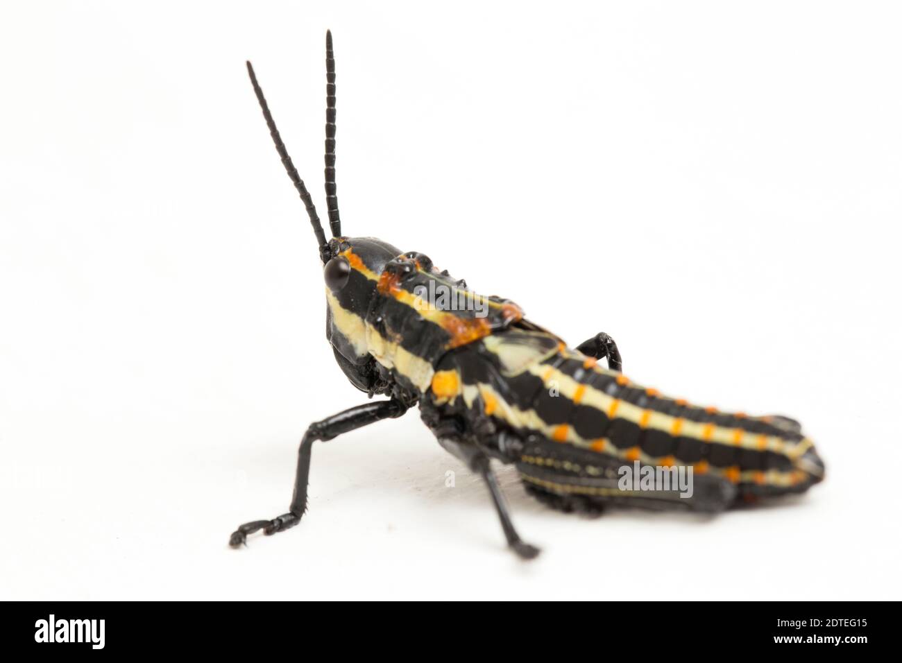 Northern Spotted grasshopper (Aularches miliaris) isolated on white ...