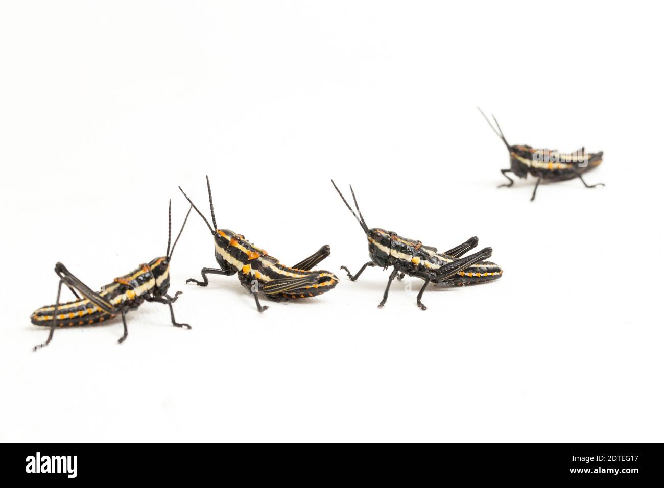 Northern Spotted grasshopper (Aularches miliaris) isolated on white ...