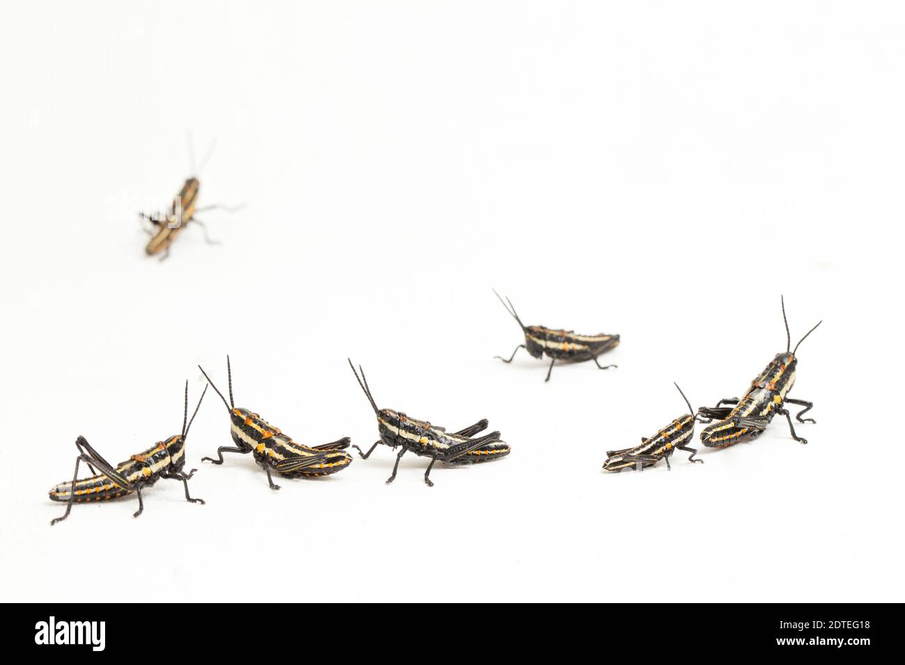 Northern Spotted grasshopper (Aularches miliaris) isolated on white ...