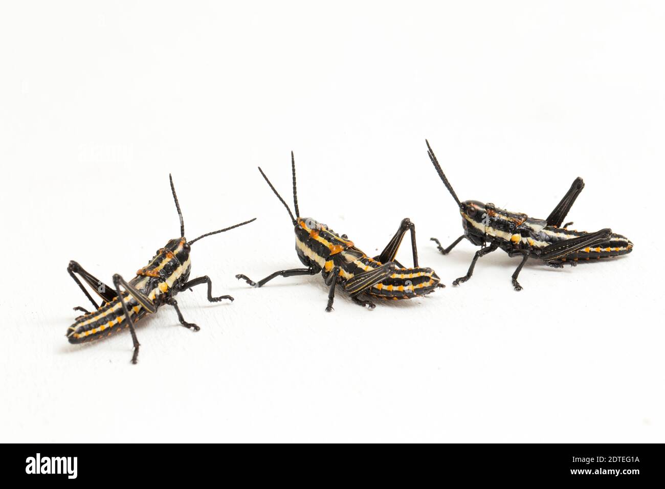 Northern Spotted grasshopper (Aularches miliaris) isolated on white ...