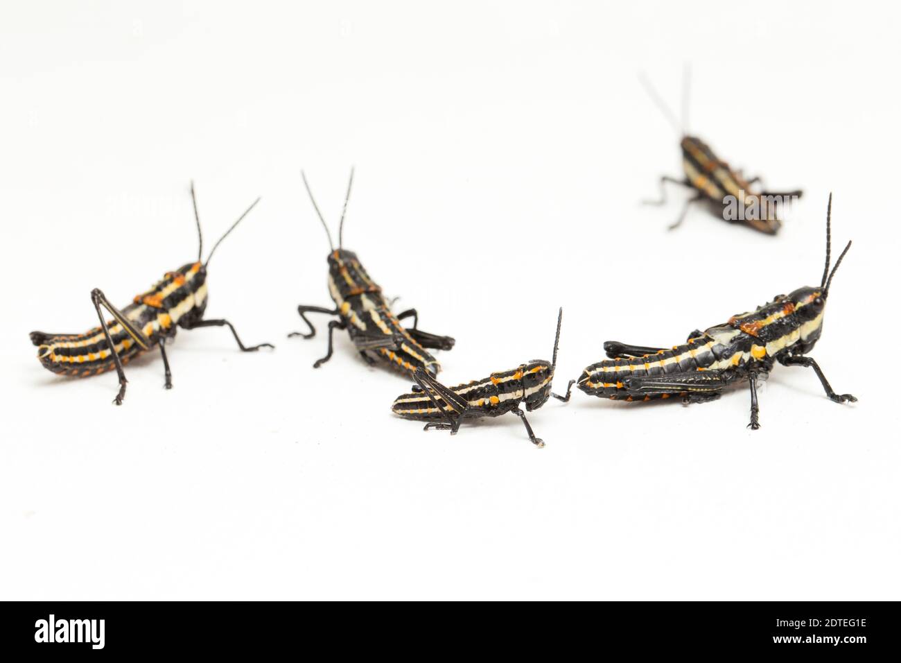 Northern Spotted grasshopper (Aularches miliaris) isolated on white ...