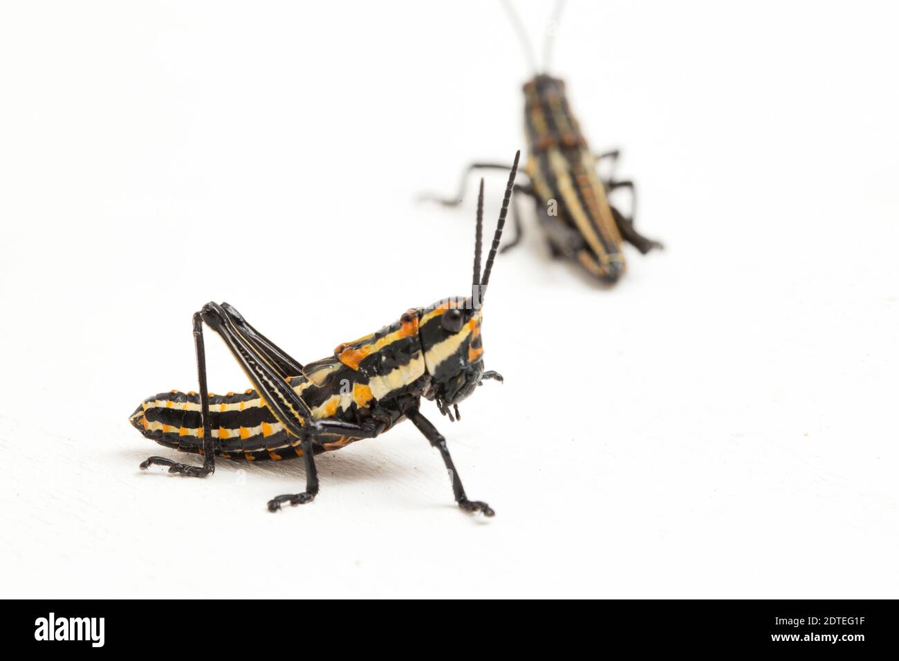 Northern Spotted grasshopper (Aularches miliaris) isolated on white ...