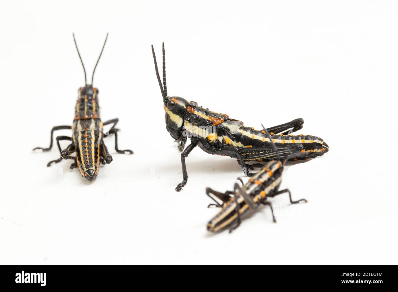 Northern Spotted grasshopper (Aularches miliaris) isolated on white ...